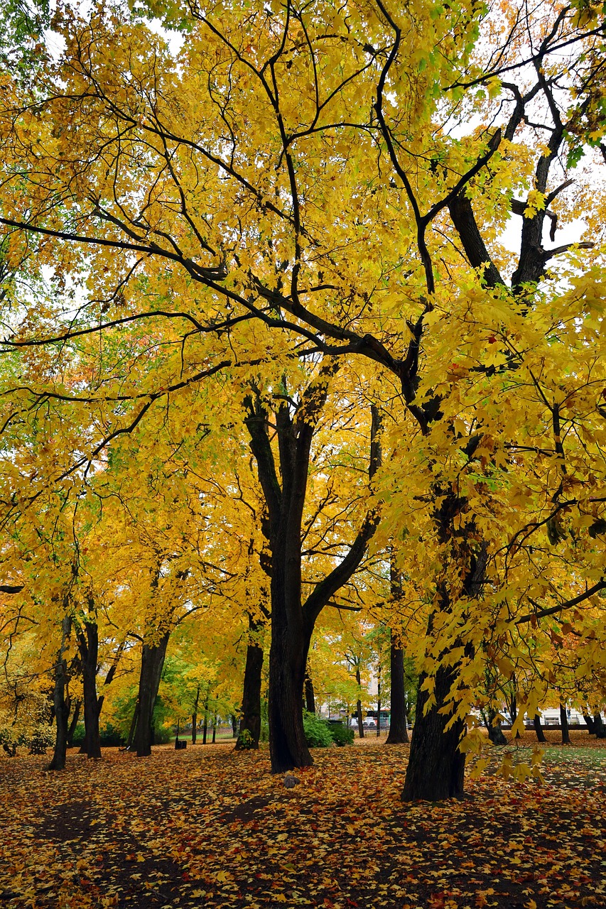 Autumn Fall Adventure - Free photo on Pixabay