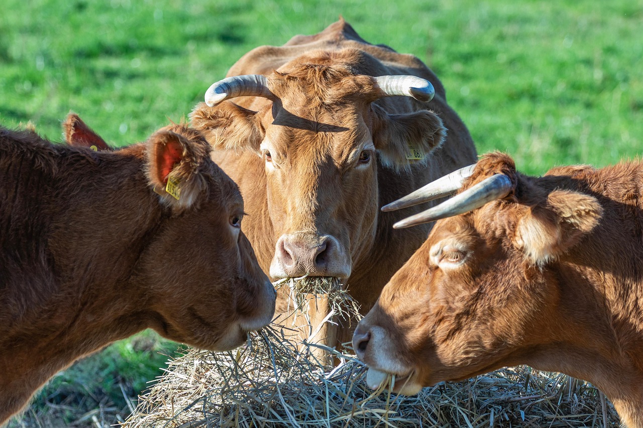 Kuh Vache Animal - Photo gratuite sur Pixabay