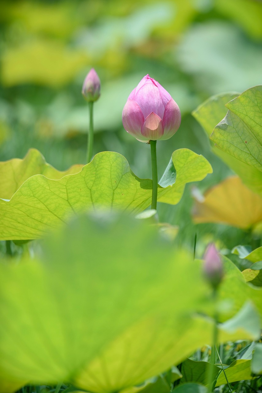 Lotus Flower Plant - Free photo on Pixabay