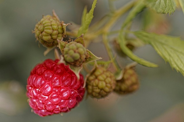 Raspberries Berry Fruit - Free photo on Pixabay