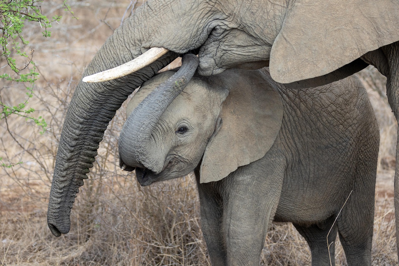 Elephant Baby Calf - Free photo on Pixabay