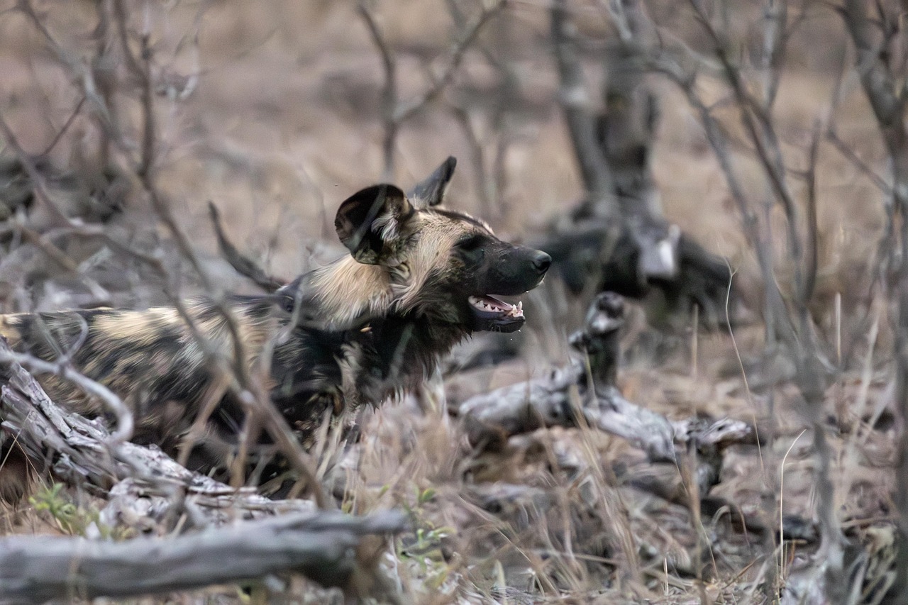 Perro Salvaje Africano Animal - Foto gratis en Pixabay