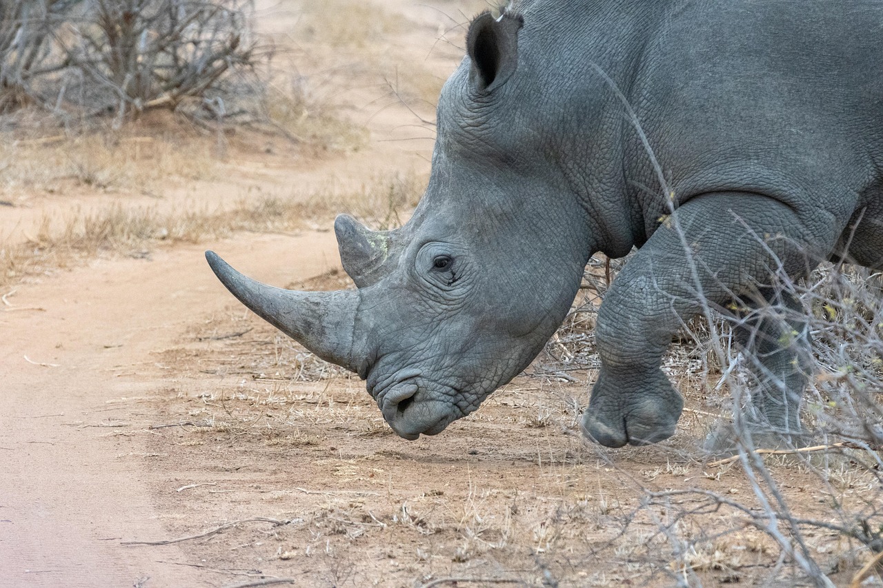 Rinoceronte África Animal Fauna - Foto gratis en Pixabay