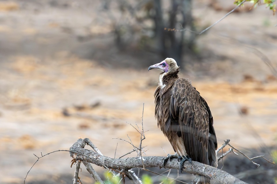 Vulture Bird Nature - Free photo on Pixabay
