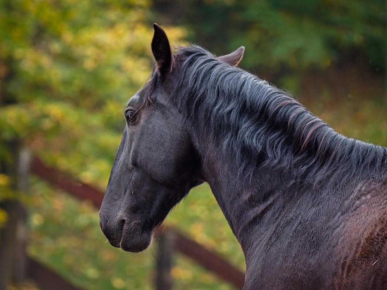 Horse Animal Mammal - Free photo on Pixabay
