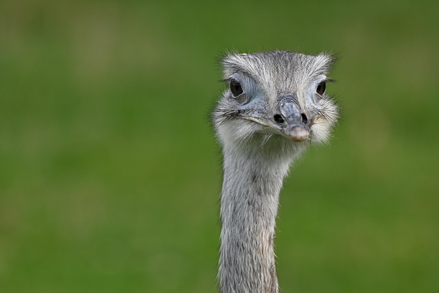 Ostrich Bird Animal - Free photo on Pixabay