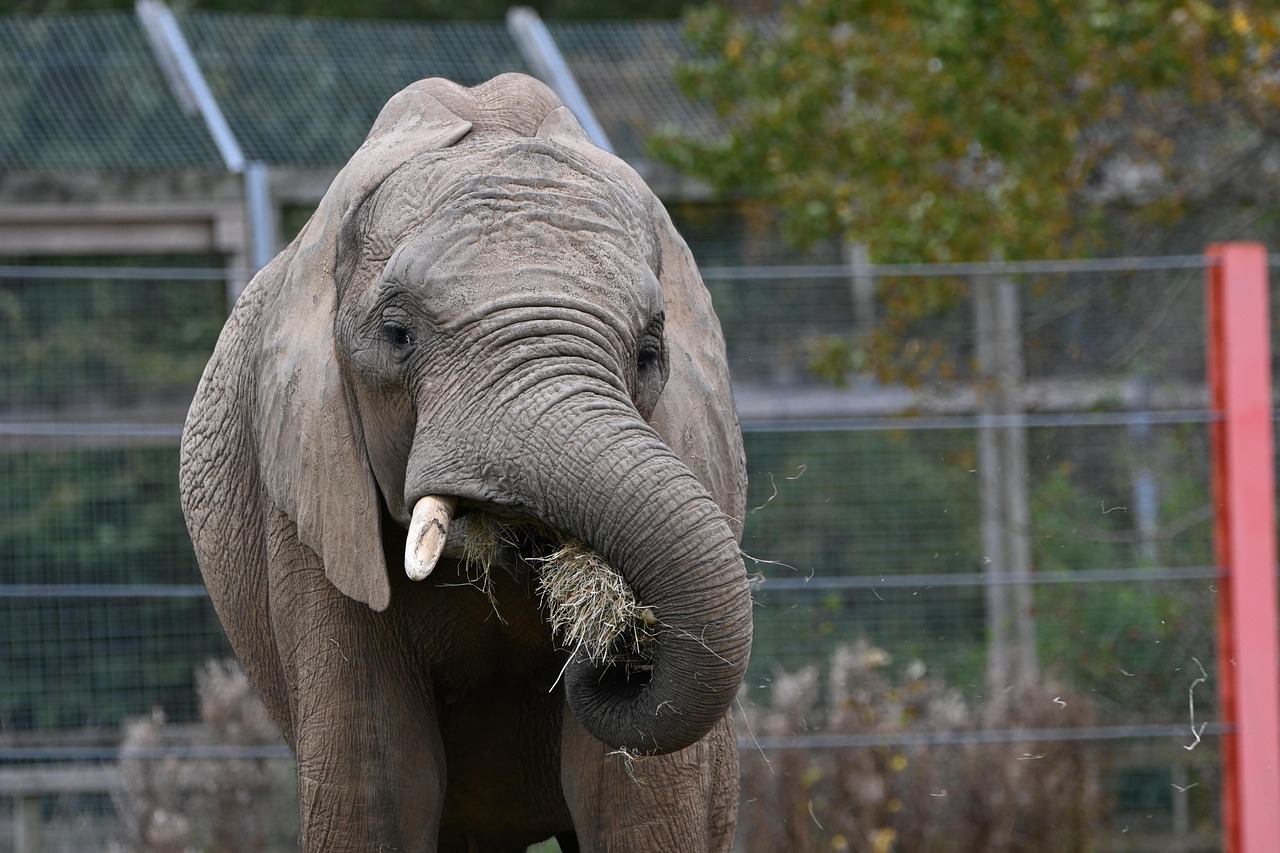 Elefante Africano Animal - Foto gratis en Pixabay