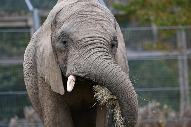 Elephant Animal Pachyderm - Free photo on Pixabay