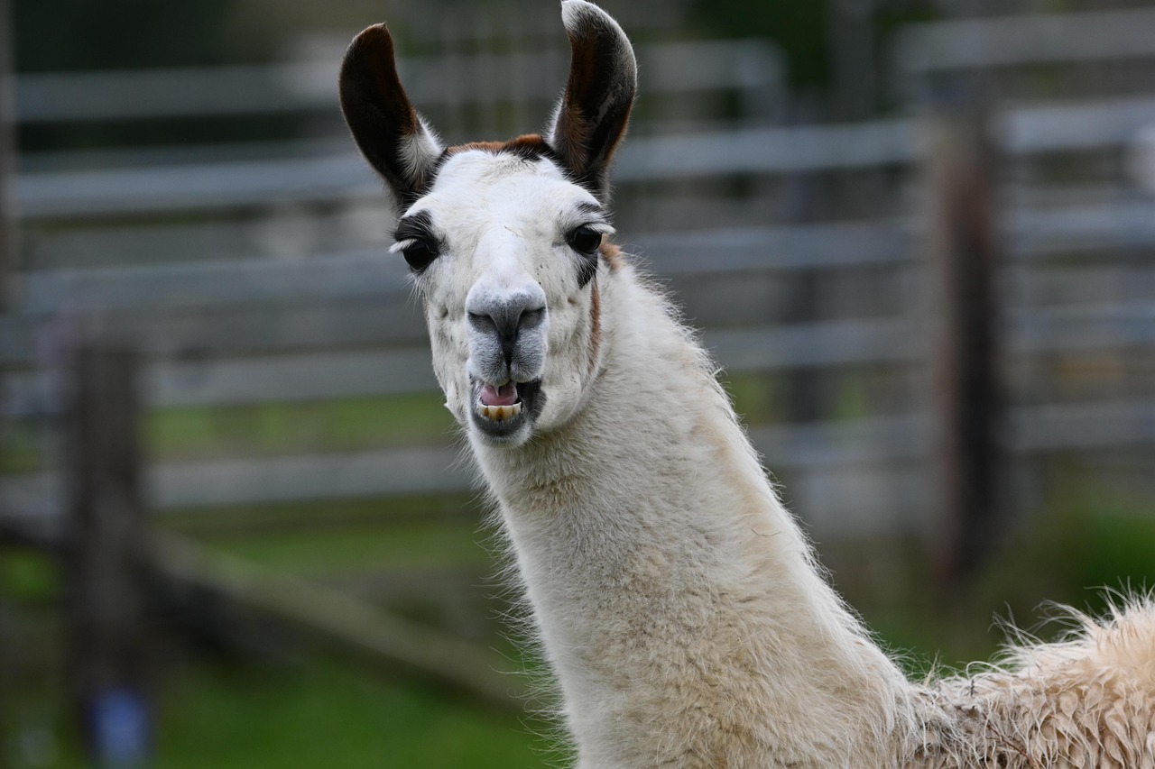 Lama Alpaka Tier - Kostenloses Foto auf Pixabay