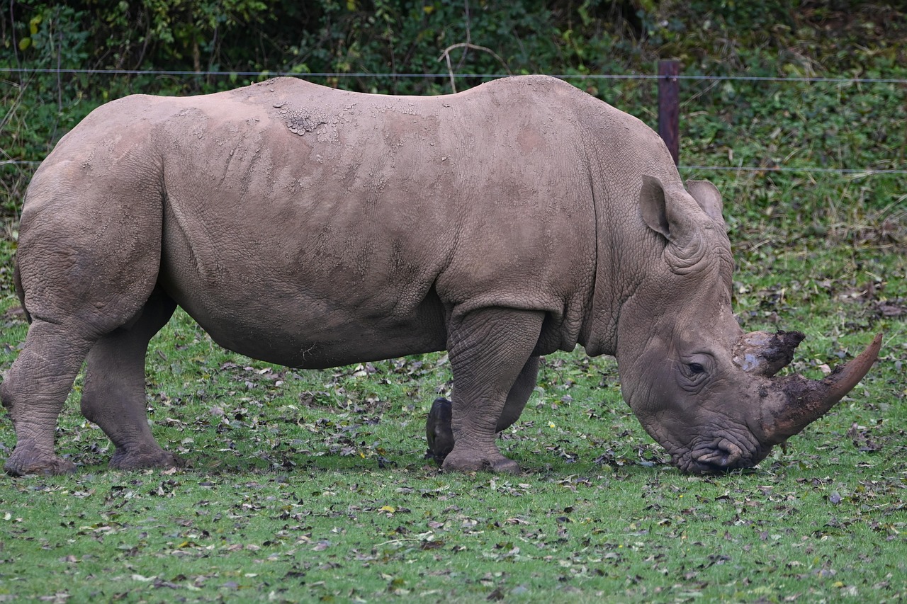 Rhinocéros Animal Pachyderme - Photo gratuite sur Pixabay