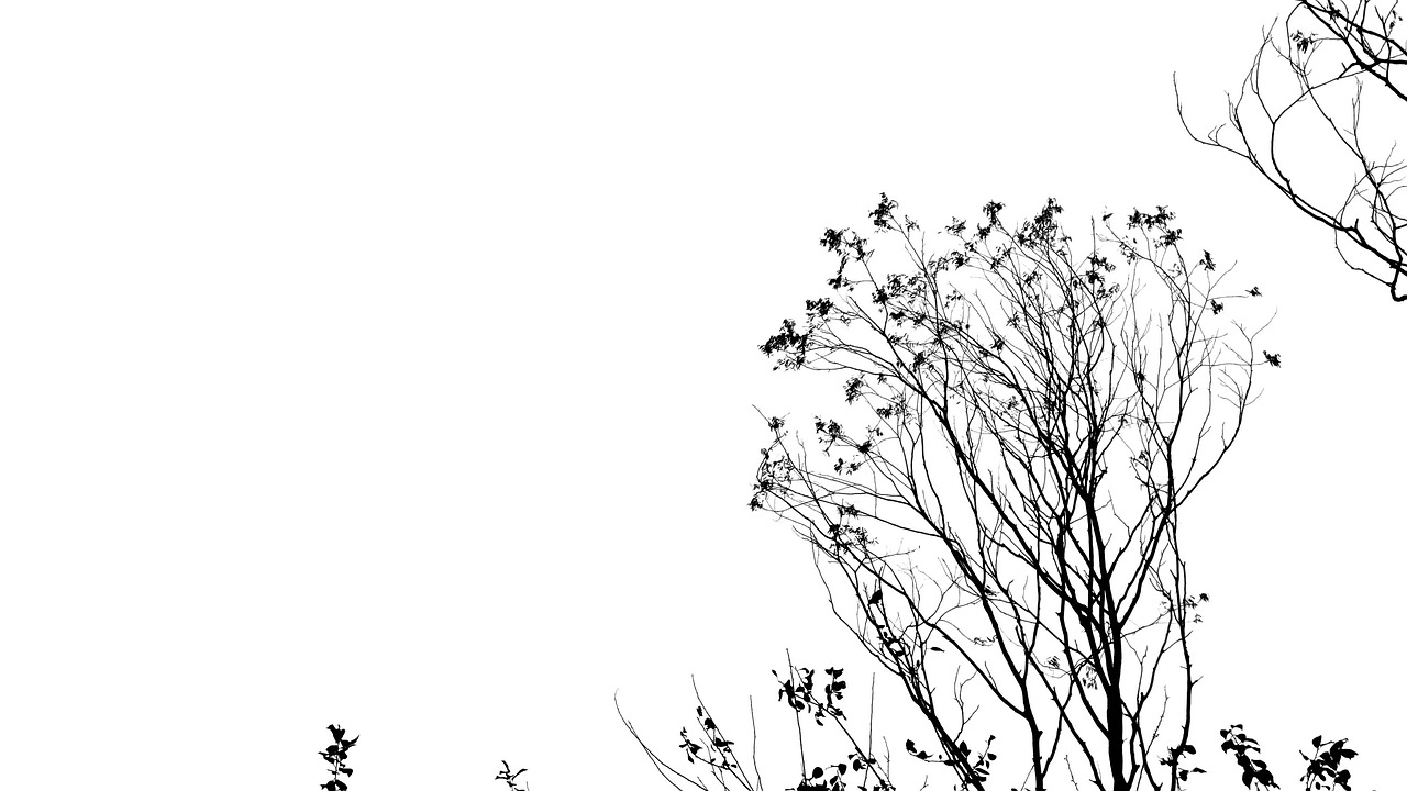 Black And White Autumn Tree The - Free photo on Pixabay