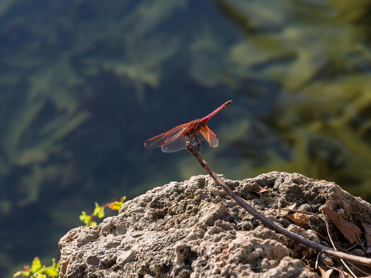 Dragonfly Wing Nature - Free photo on Pixabay