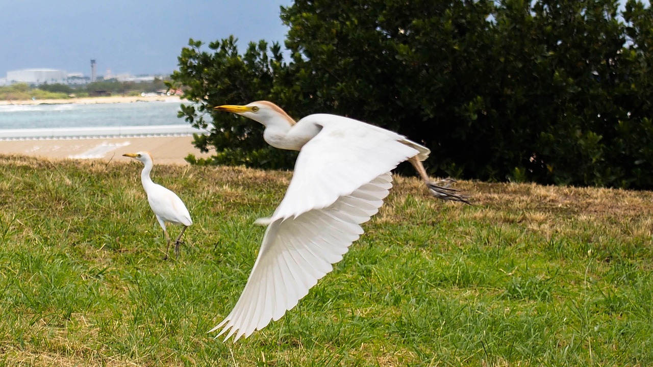 Birds Nature Wildlife - Free photo on Pixabay