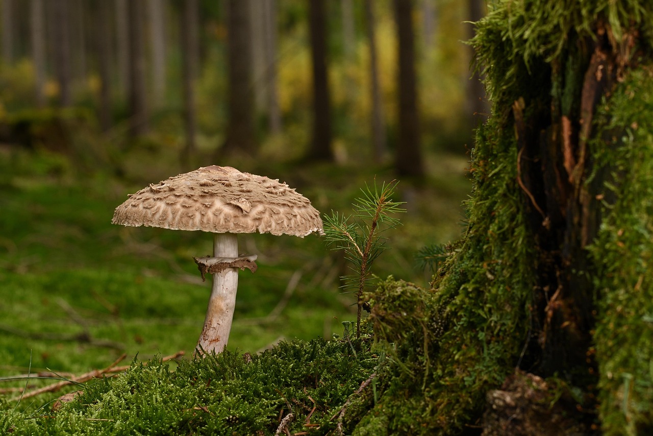Screen Fungus Mushroom Moss - Free photo on Pixabay