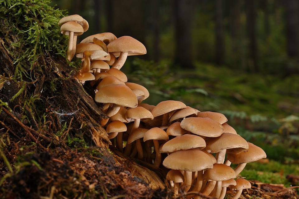 Mushrooms Fall Forest - Free photo on Pixabay