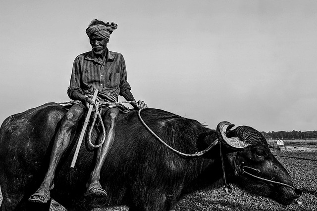 Animal Buffalo Farmer - Free photo on Pixabay