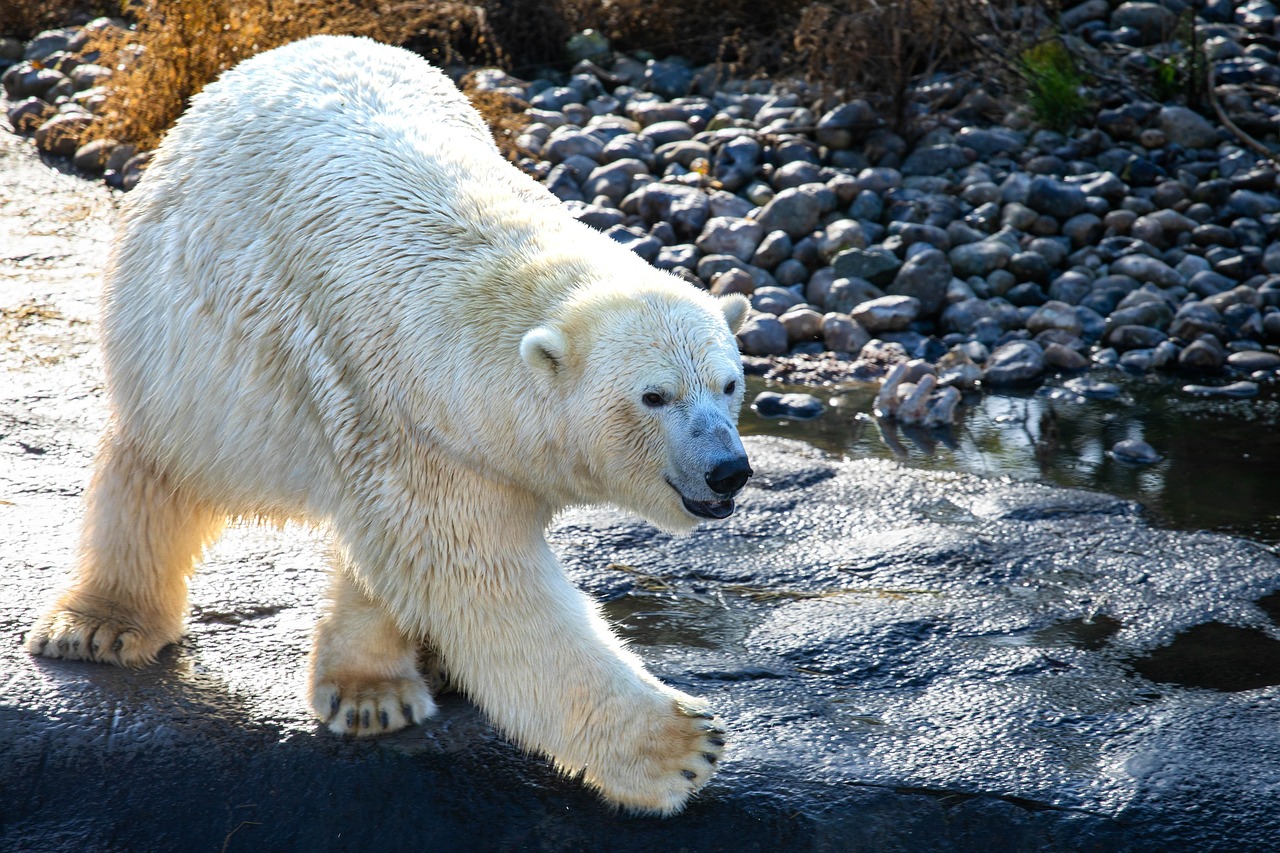 300,000+ Free Arctic Animals & Arctic Images - Pixabay
