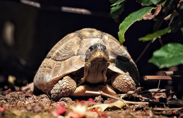 Animal Reptile Tortoise - Free photo on Pixabay