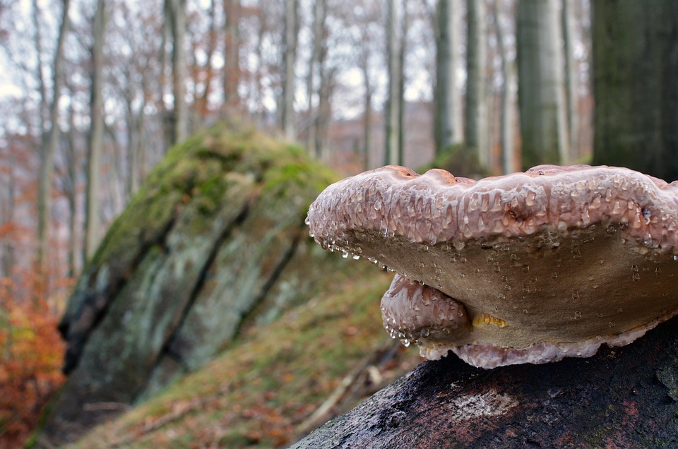Nature Mushroom Forest - Free photo on Pixabay