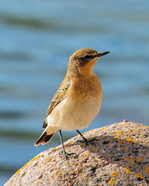 Bird Wheatear Ornithology - Free photo on Pixabay