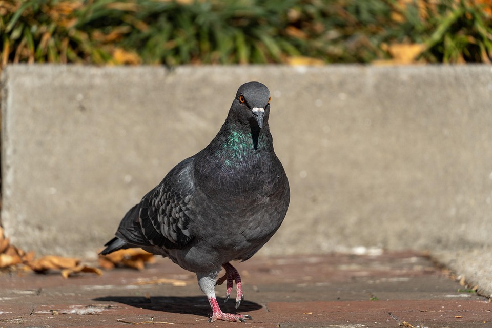 Animal Avian Bird - Free photo on Pixabay