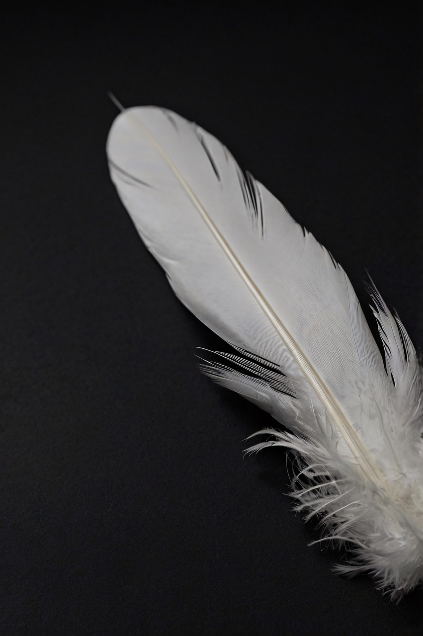 Download Feather, Nature, Texture. Royalty-Free Stock Illustration ...