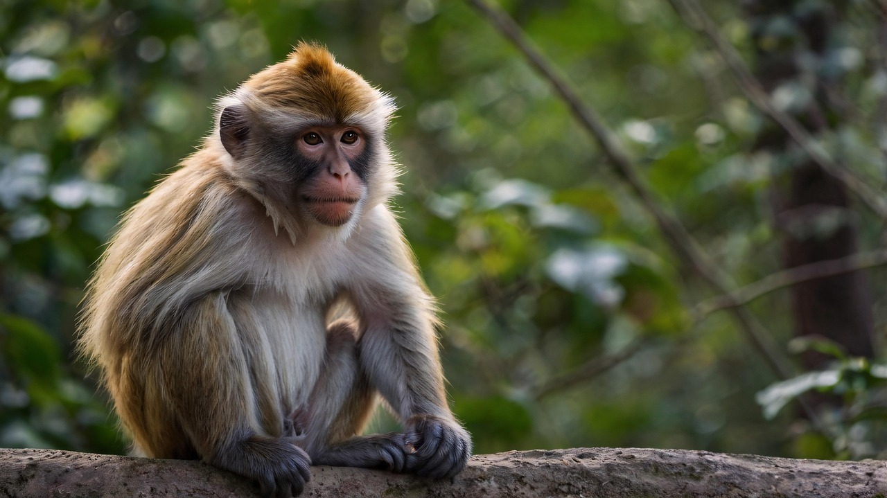 Macaco Natureza Animal Animais - Imagens grátis no Pixabay