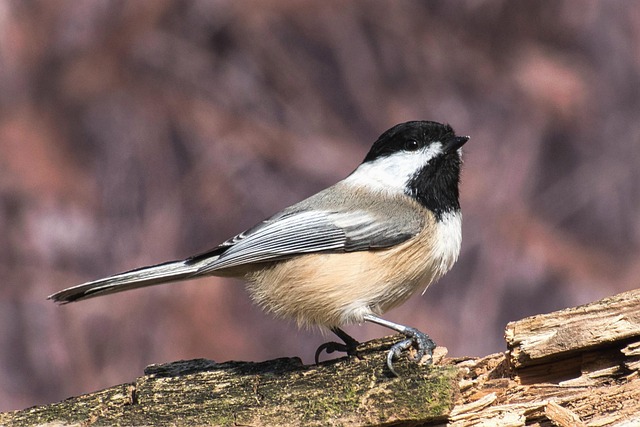 Bird Avian Ornithology - Free photo on Pixabay