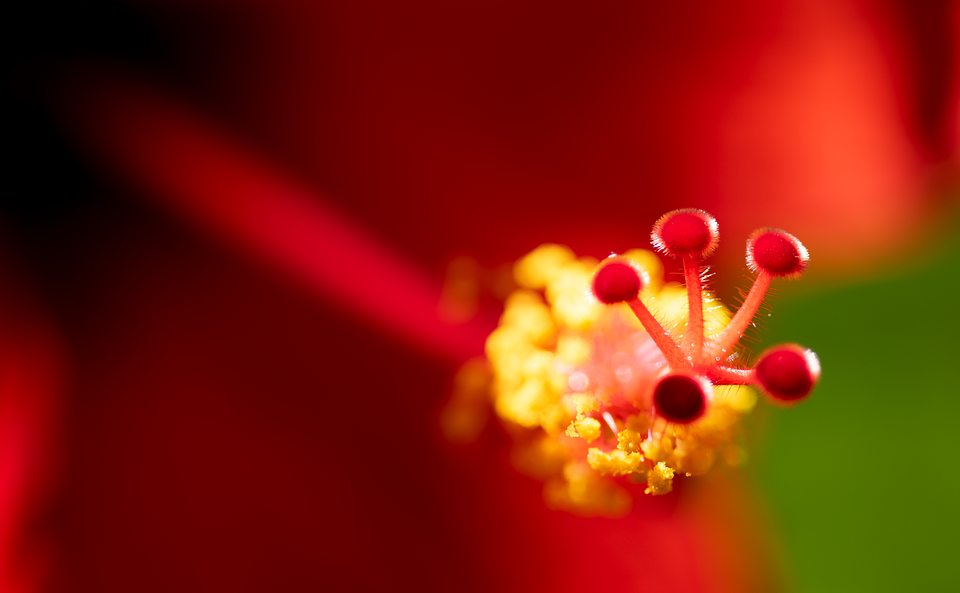 Download Flower, Anther, Filament. Royalty-Free Stock Illustration ...