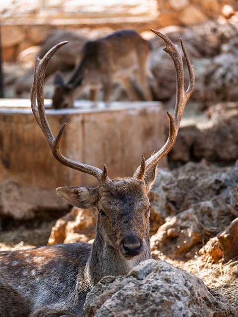 Cervo Animal Natureza - Foto gratuita no Pixabay