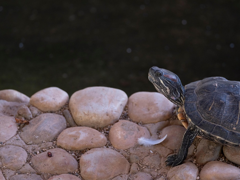 Tortoise Animal Nature - Free photo on Pixabay