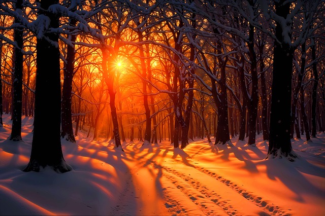 Vinter Sne Vinterskov - Gratis billeder på Pixabay