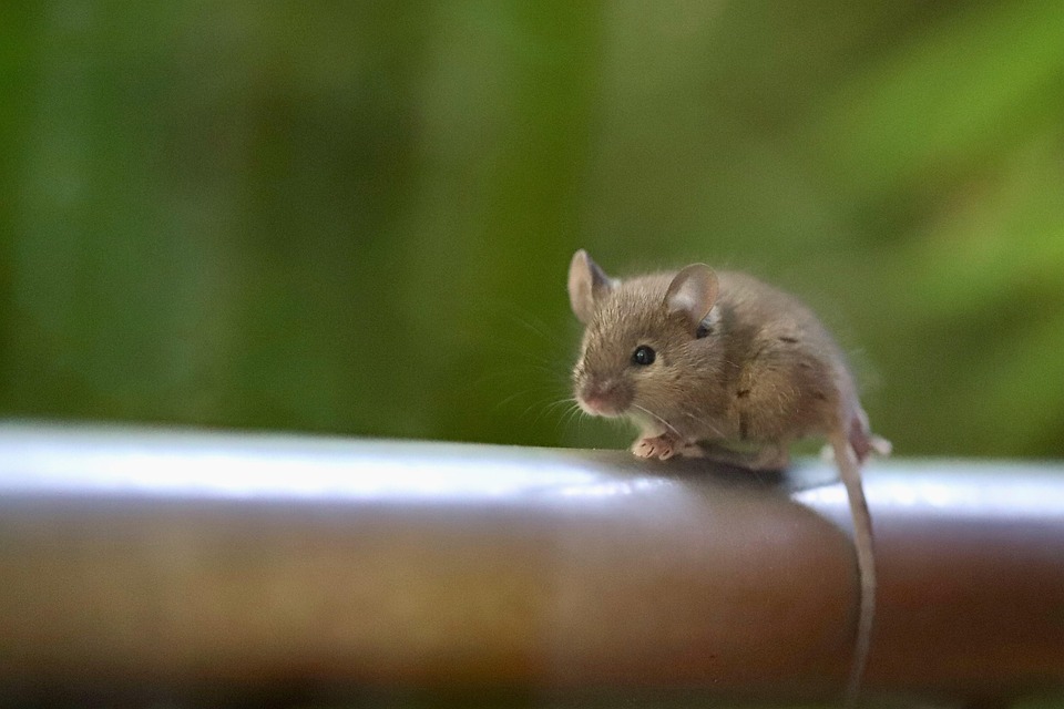 House Mouse Long-Tailed Mus - Free photo on Pixabay