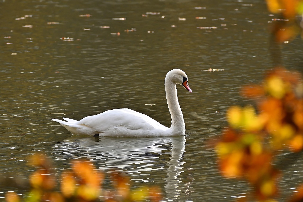 Mute Swan Lake Water - Free photo on Pixabay