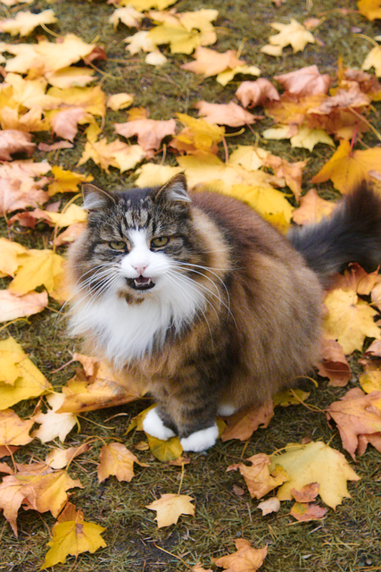 Download Nature, Feline, Portrait. Royalty-Free Stock Illustration ...