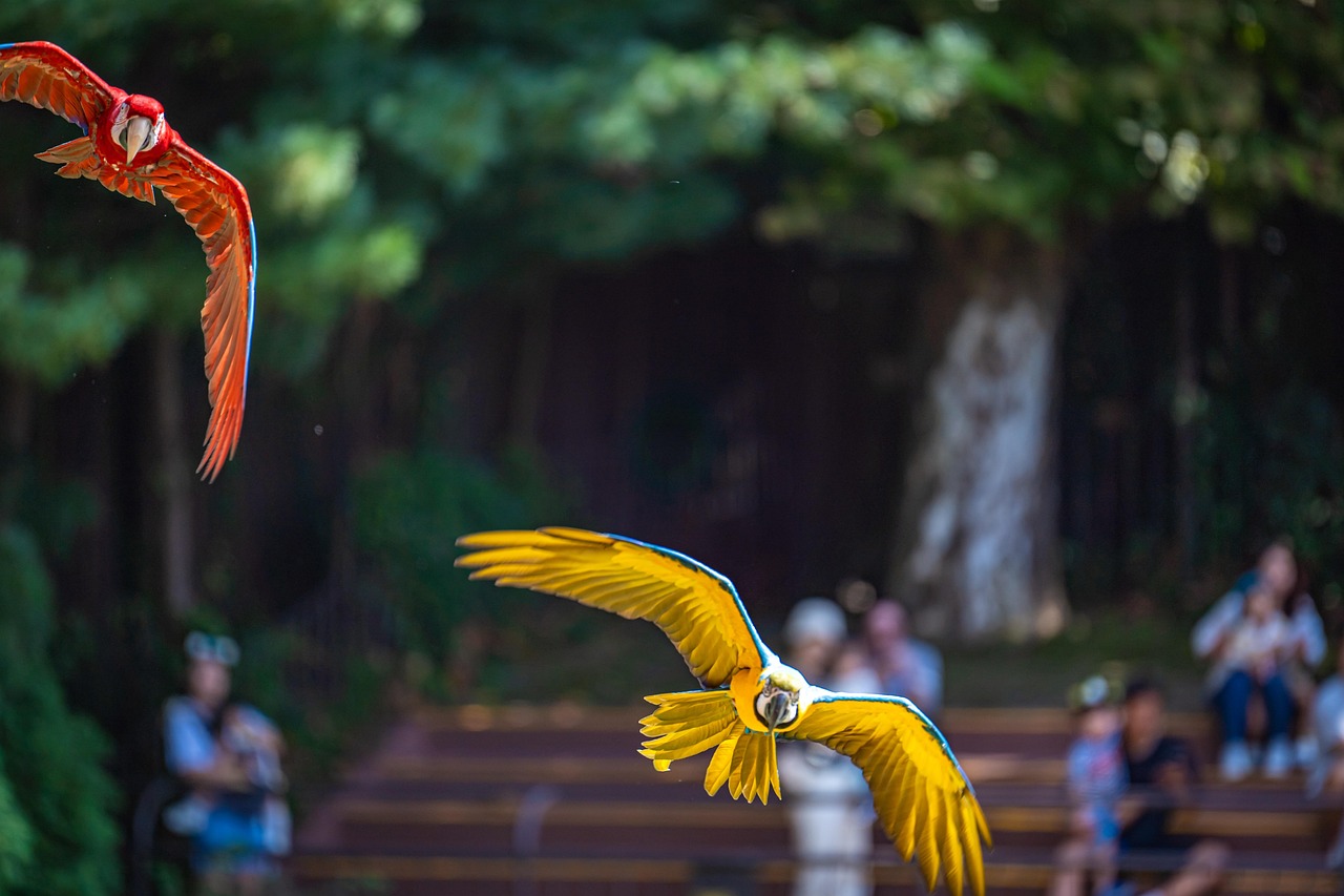 Parrot Bird Nature - Free photo on Pixabay