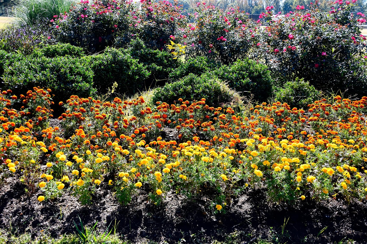 Flower Bed Bloom - Free photo on Pixabay