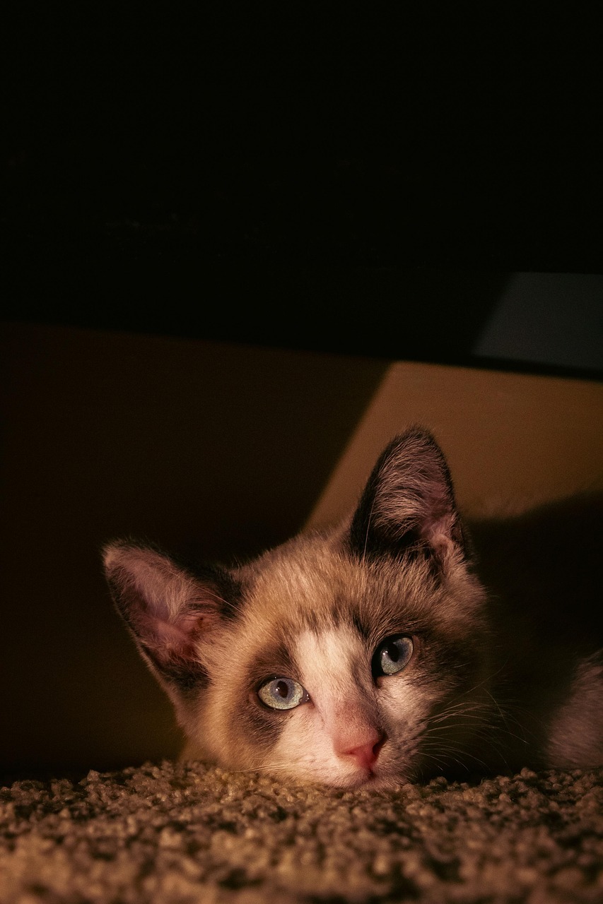 Cat Kitten Pet - Free photo on Pixabay