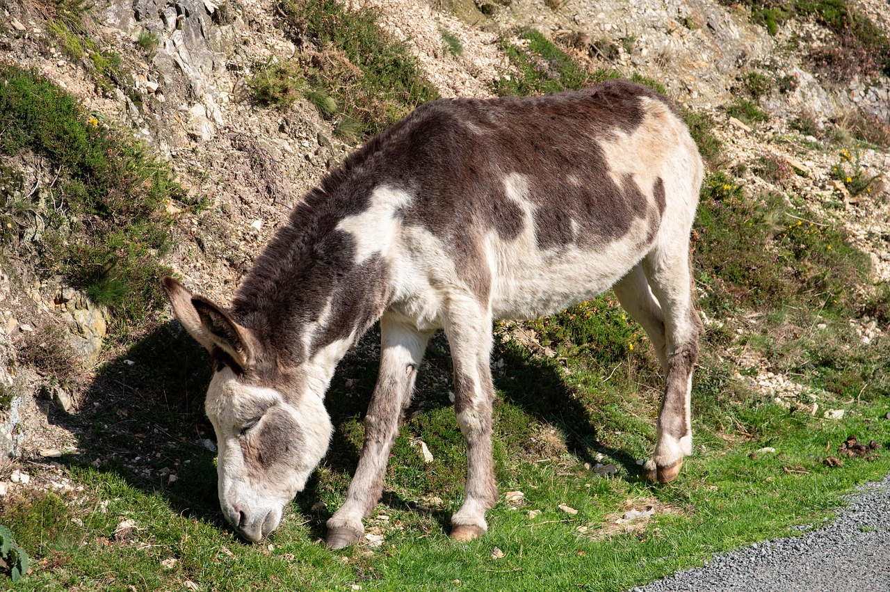 Donkey Animal Mammal - Free photo on Pixabay