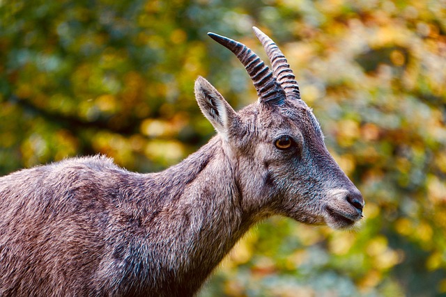 Goat Wild Living Mountain - Free photo on Pixabay