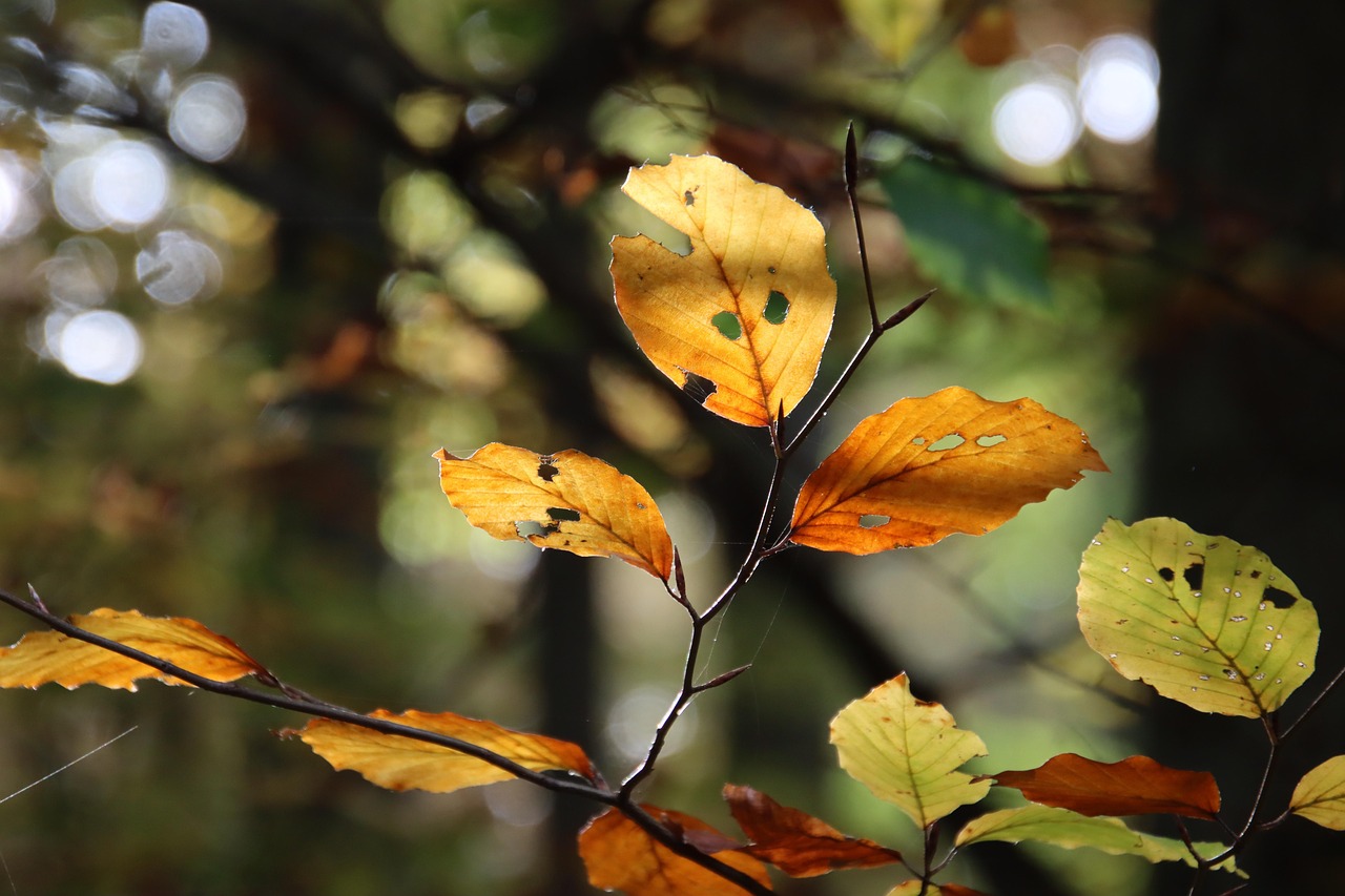 Forest Leaves Fall - Free photo on Pixabay