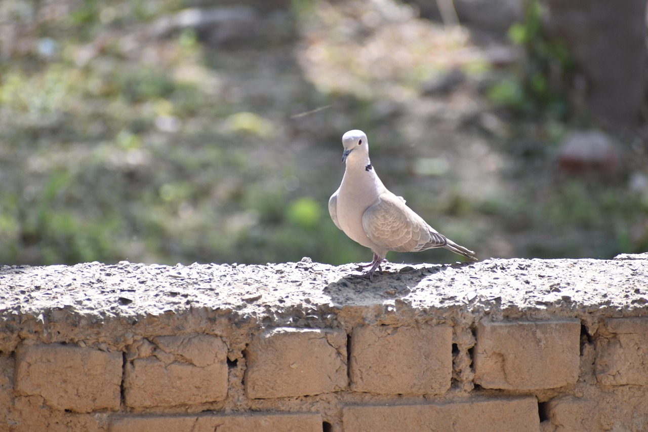 Dove Peace Bird - Free photo on Pixabay