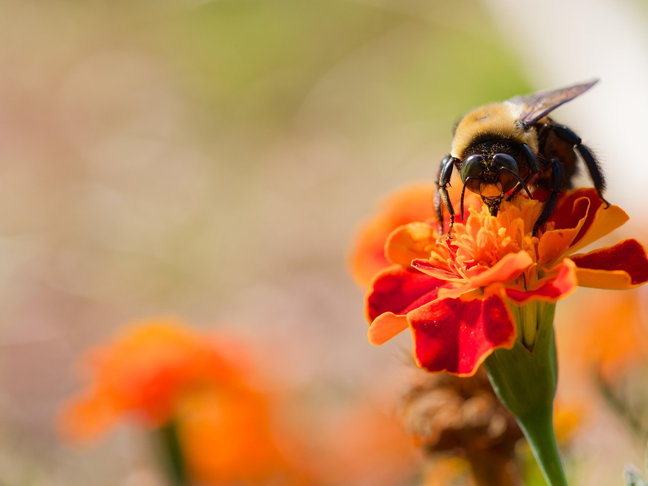 Hummel Biene Insekt - Kostenloses Foto auf Pixabay