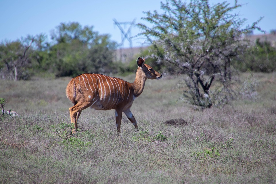 Buck Animal - Free photo on Pixabay