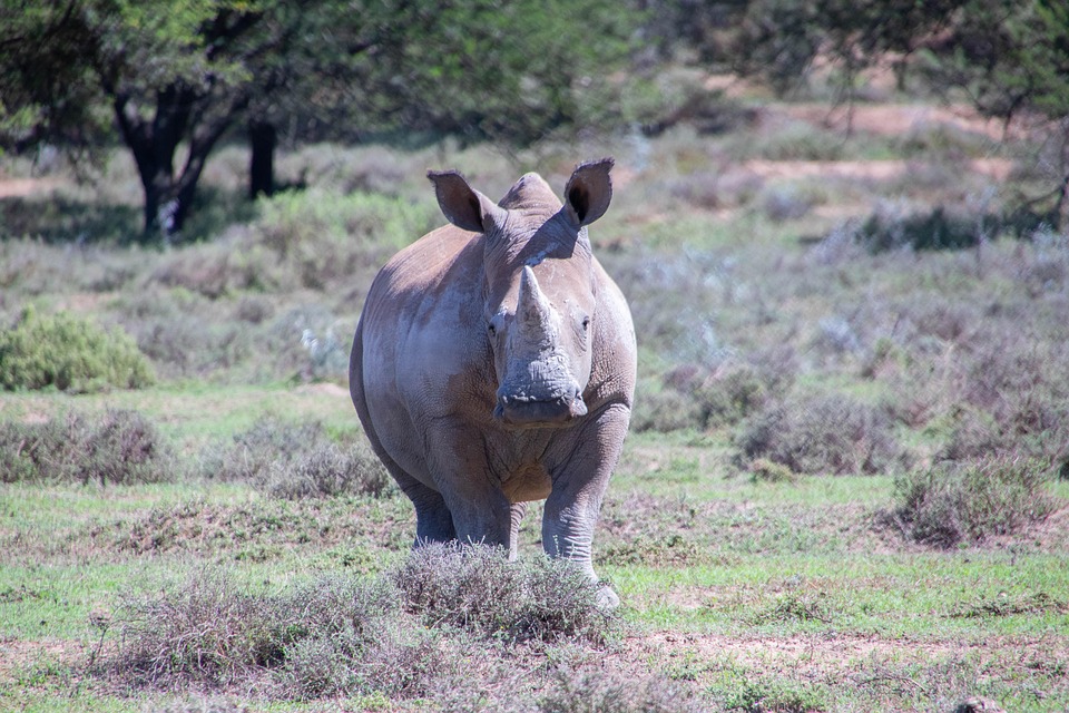 Rhino Rhinoceros Animal Big - Free photo on Pixabay