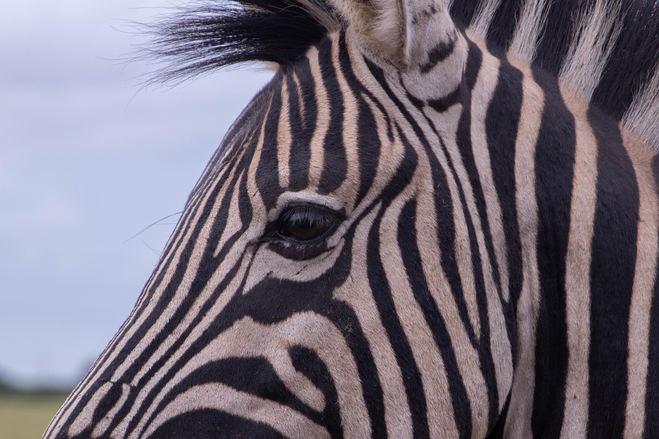 Zebra Equino Listras - Foto gratuita no Pixabay