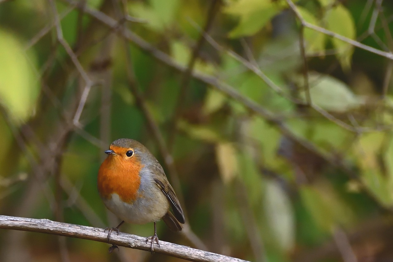 Robin Bird Songbird - Free photo on Pixabay