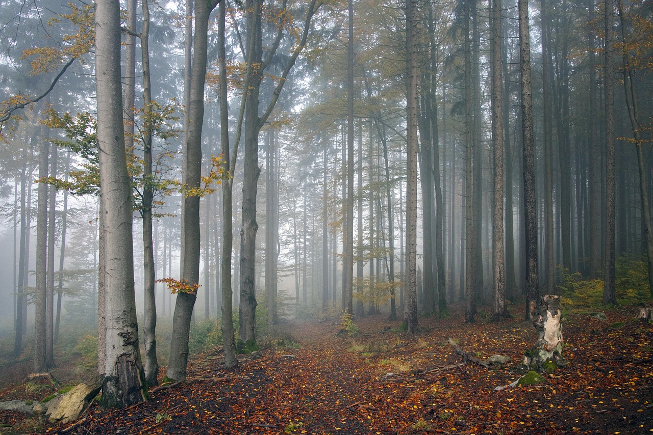 Forest Nature Trees - Free photo on Pixabay