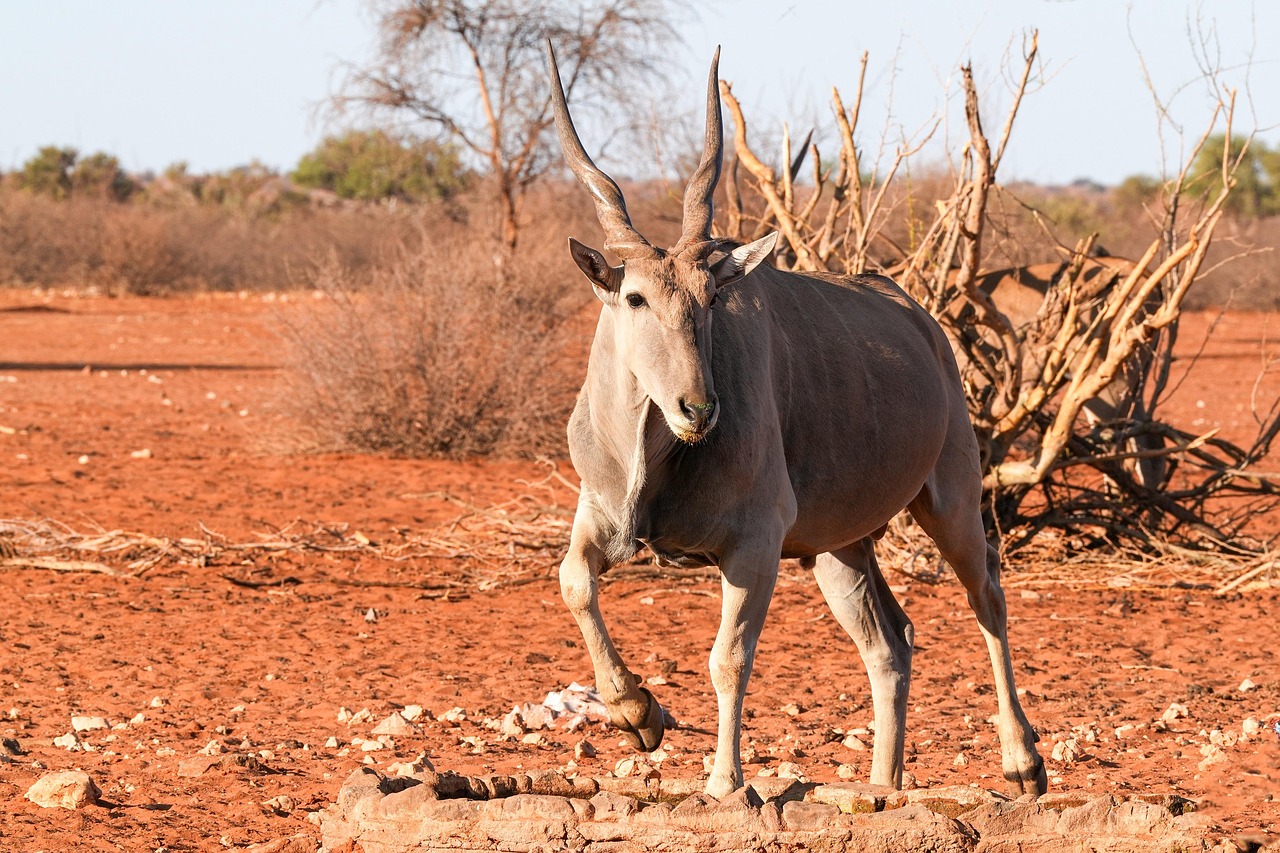 Eland Antelope Africa - Free photo on Pixabay
