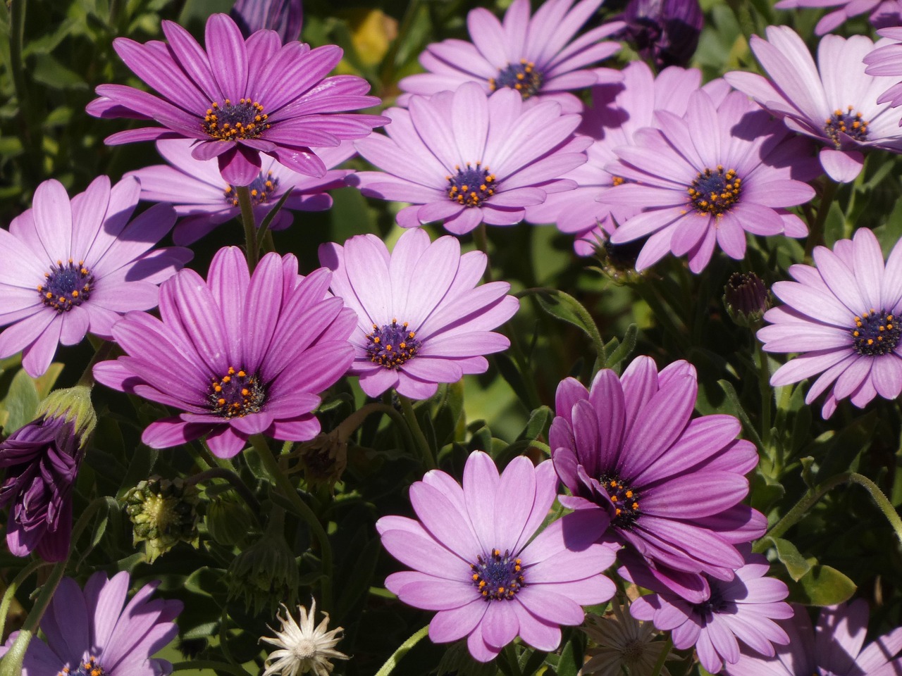Purple Flowers - Free photo on Pixabay